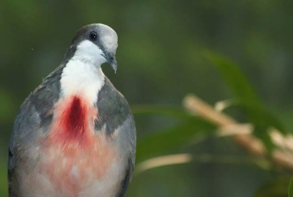 लुझोन ब्लड ब्रेस्टेड कबूतर (गॅलिकोलुम्बा लुझोनिका)