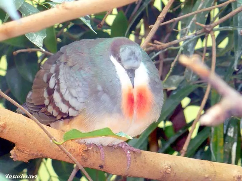 Luzon blod-breasted due (Gallicolumba luzonica)