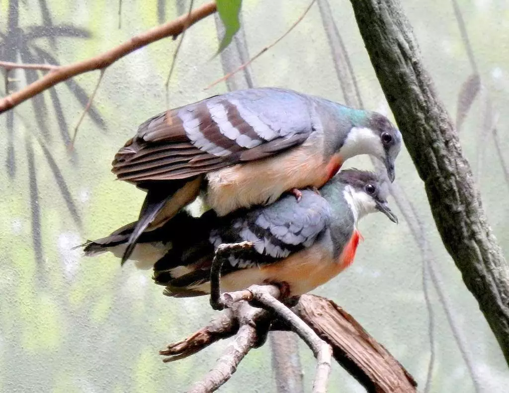 ルソン島のキノドヤドリギハト（Gallicolumba luzonica）