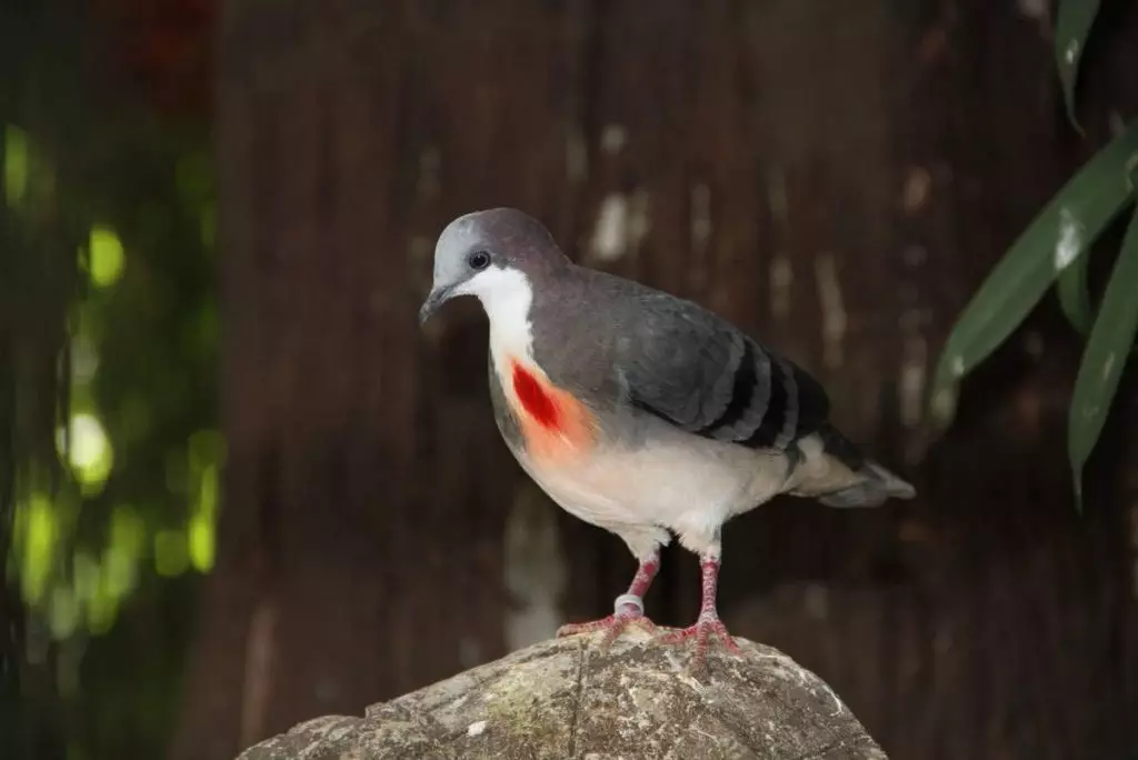 Luzon blod-breasted due (Gallicolumba luzonica)