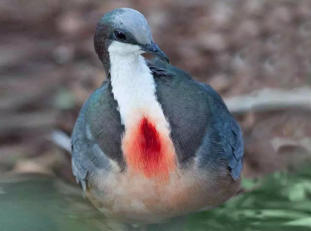 ルソン島のキノドヤドリギハト（Gallicolumba luzonica）