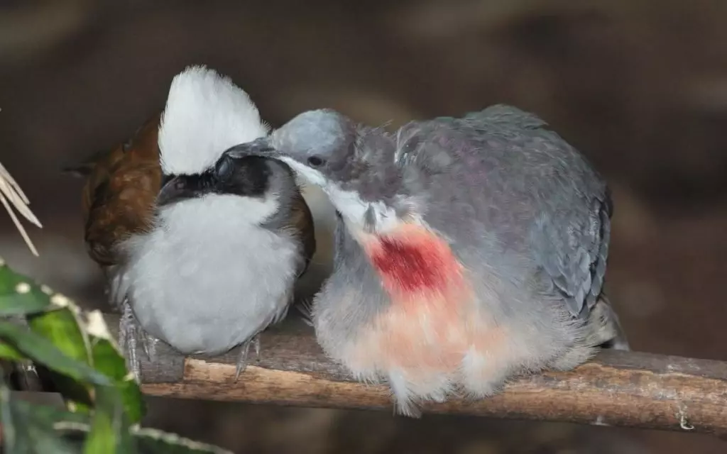 ルソン島のキノドヤドリギハト（Gallicolumba luzonica）