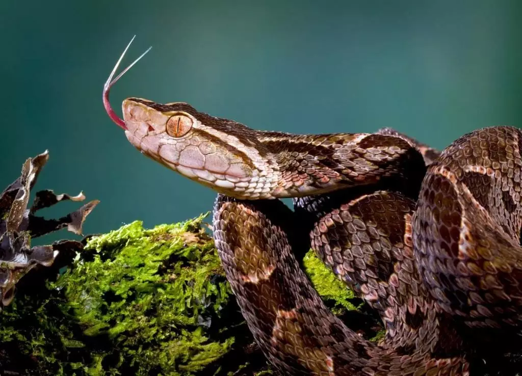 Inzoka zo mu icumu (Bothrops asper)