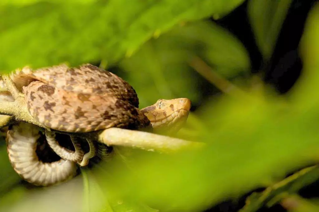 Masaska waranka leh (Bothrops asper)