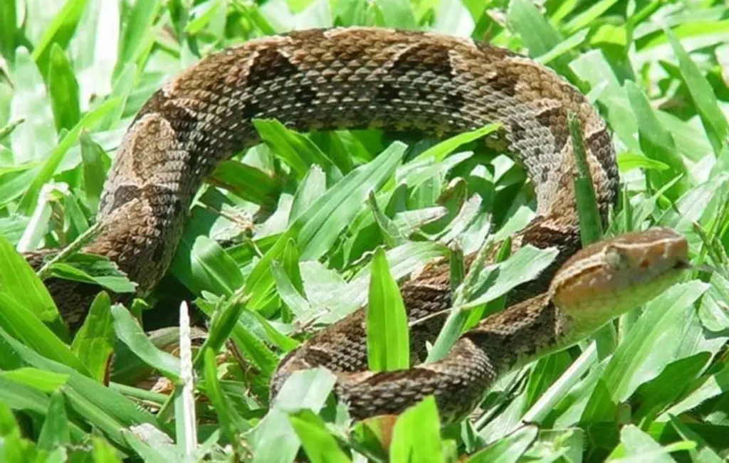 Serpientes de punta de lanza (Bothrops asper)