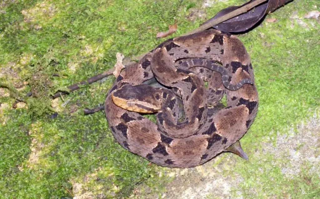 Nadroedd pen blaen (Bothrops asper)