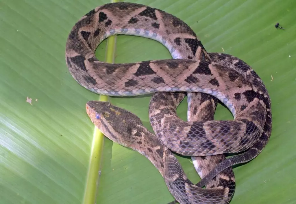 Nadroedd pen blaen (Bothrops asper)