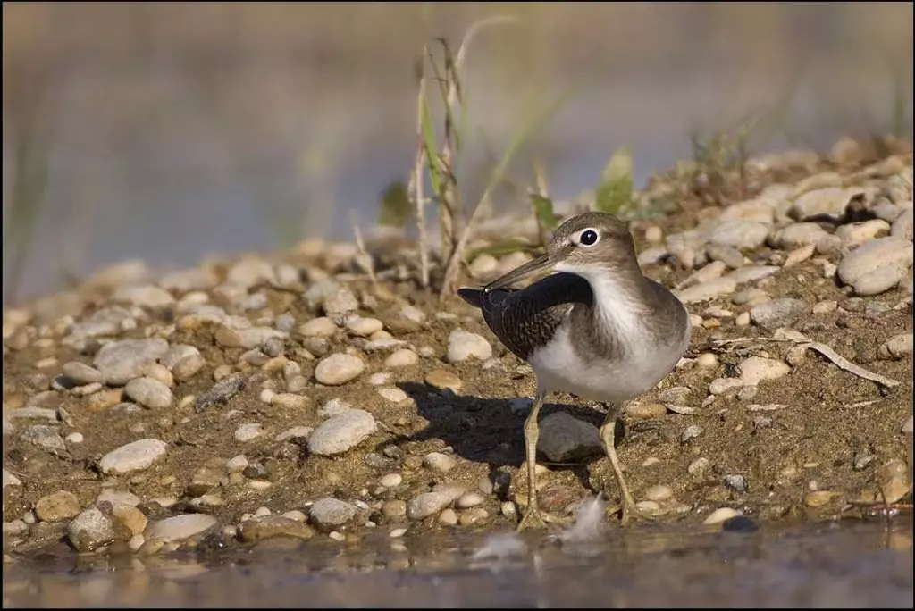 Die Trägerwader kam, um Wasserbeute zu holen.