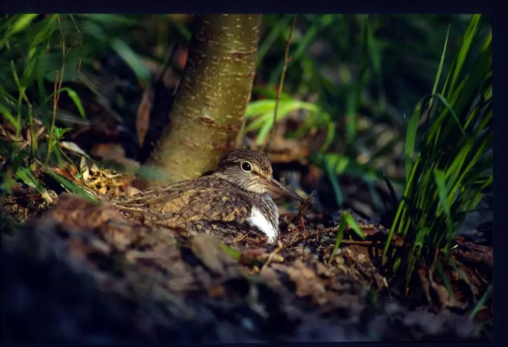 Weibchenträger auf dem Nest.