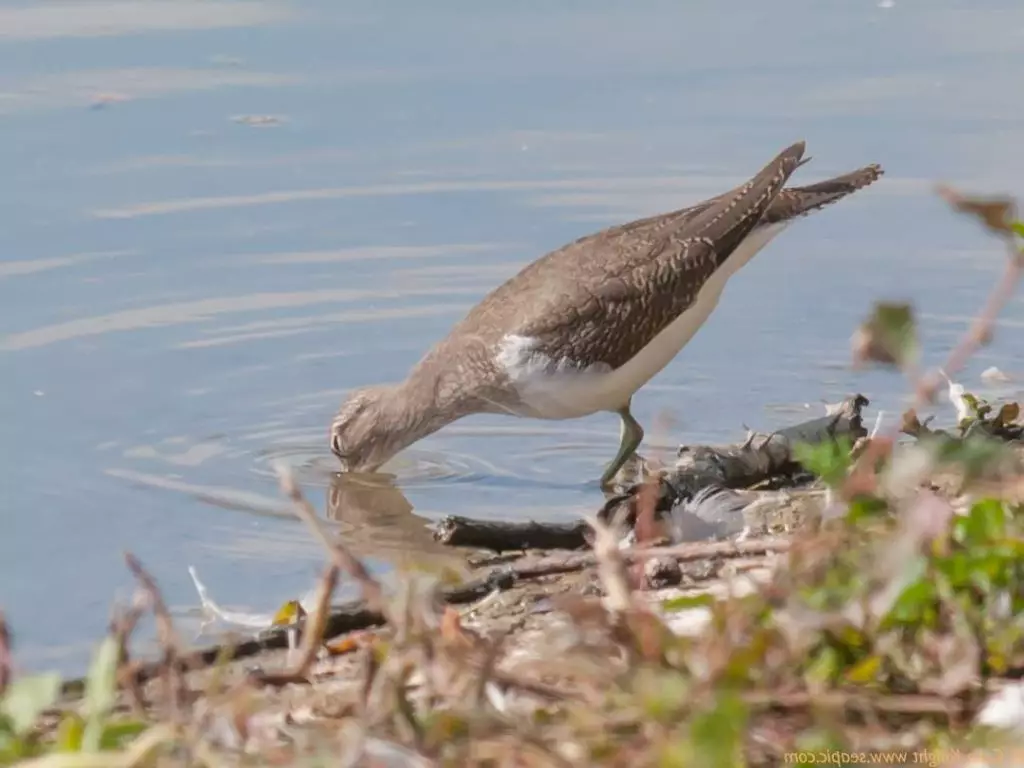 Wader itwara ifata crustaceans na molluscs mucyuzi.