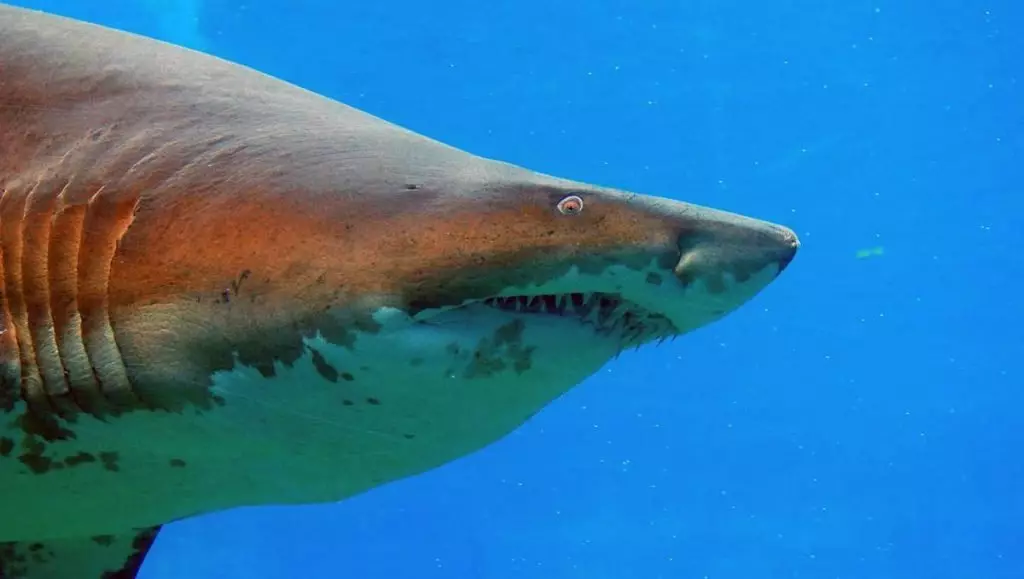 Пјешчана ајкула у Индијском океану (Царцхариас трицуспидатус)