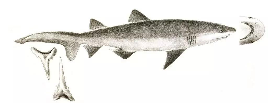 Tubarão de areia do Oceano Índico (Carcharias tricuspidatus)