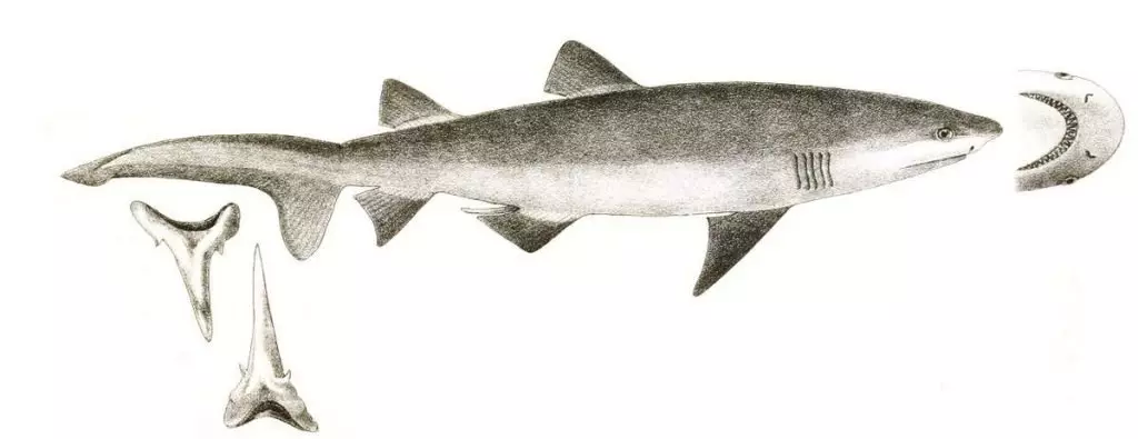 Squalo della sabbia dell'Oceano Indiano (Carcharias tricuspidatus)