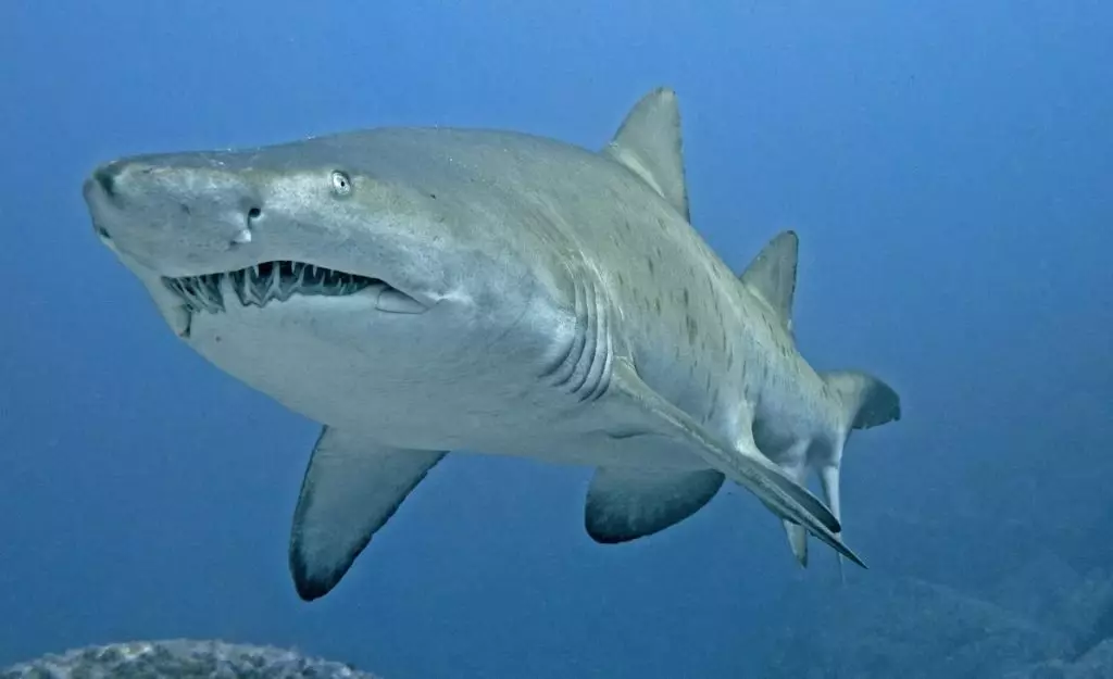 Песочна ајкула (Carcharias taurus)