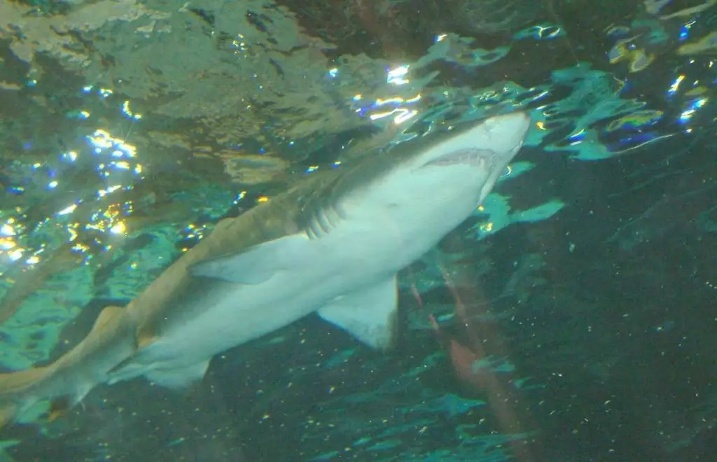Tiburón de area (Carcharias taurus)