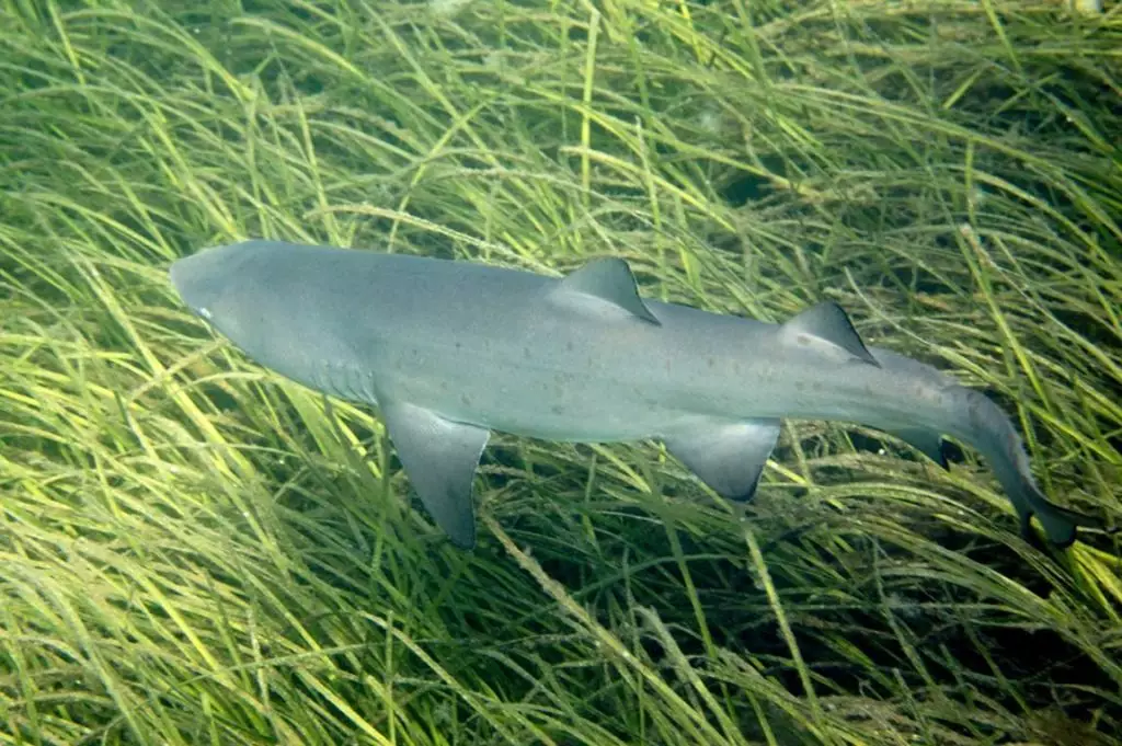 Cá mập cát (Carcharias taurus)