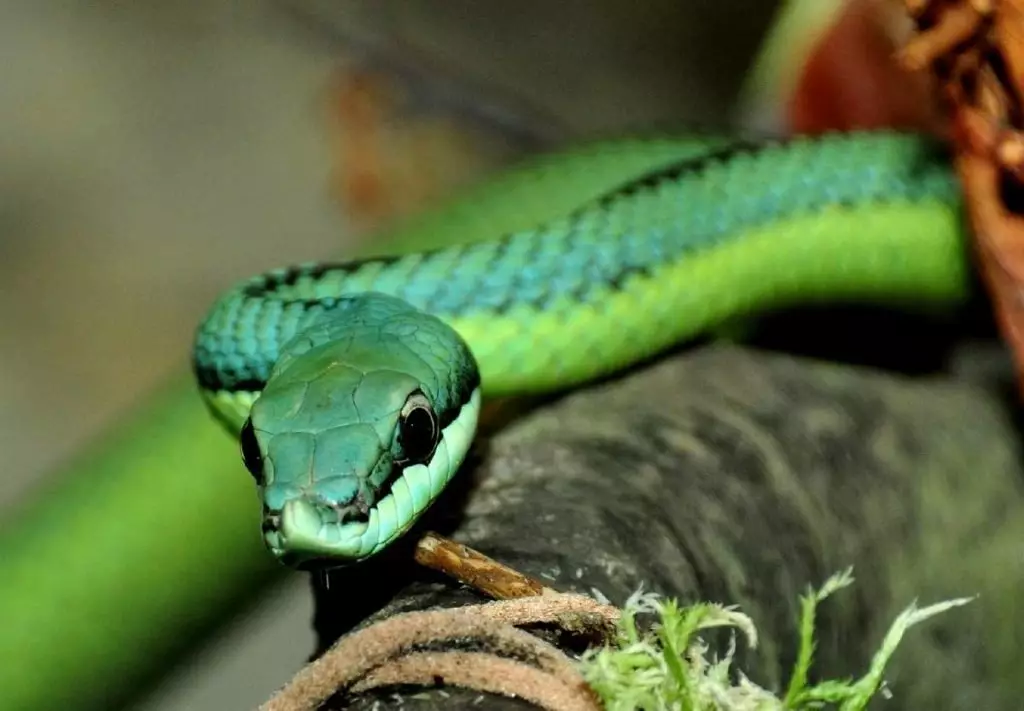 Philodrias de nariz larga (Philodryas baroni)