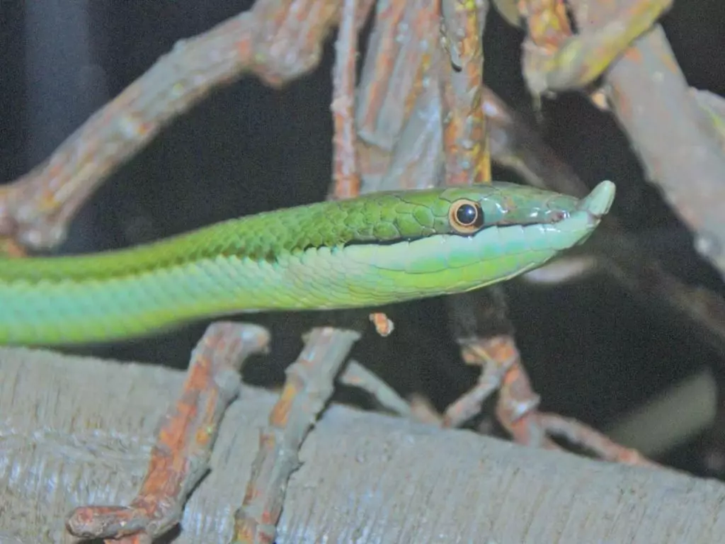 Philodrias de nariz larga (Philodryas baroni)