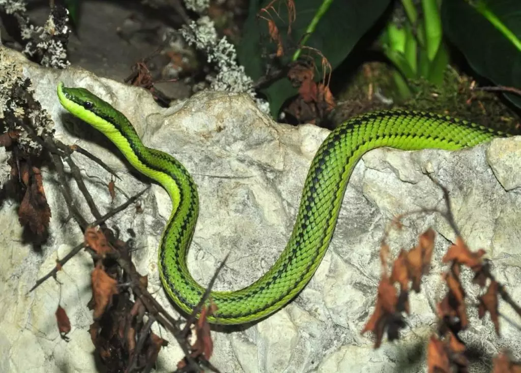 Philodrias berhidung panjang (Philodryas baroni)