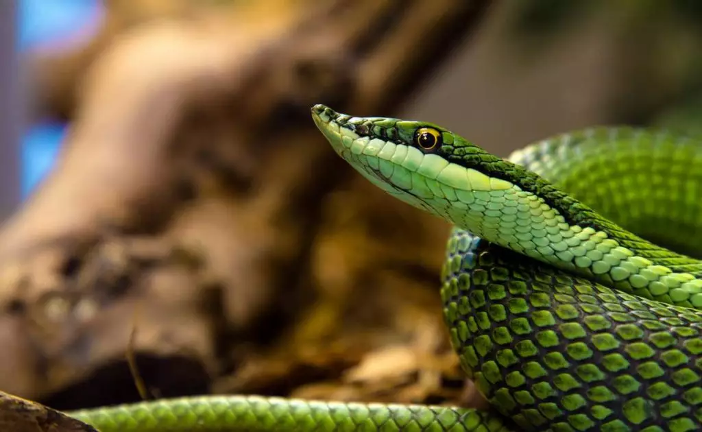 Uzoq burunli Filodriy (Philodryas baroni)