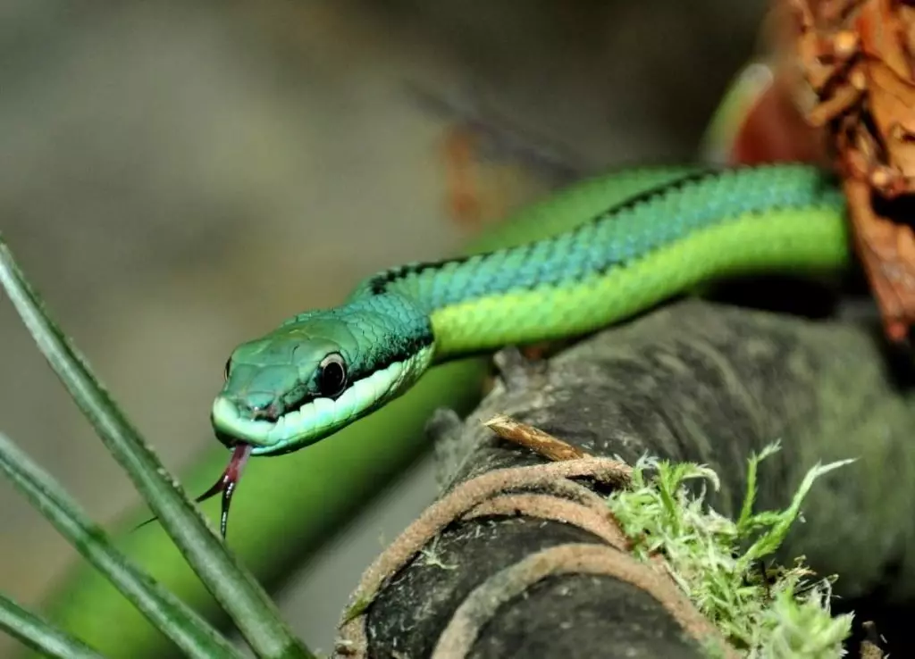 Philodrias de nariz larga (Philodryas baroni)