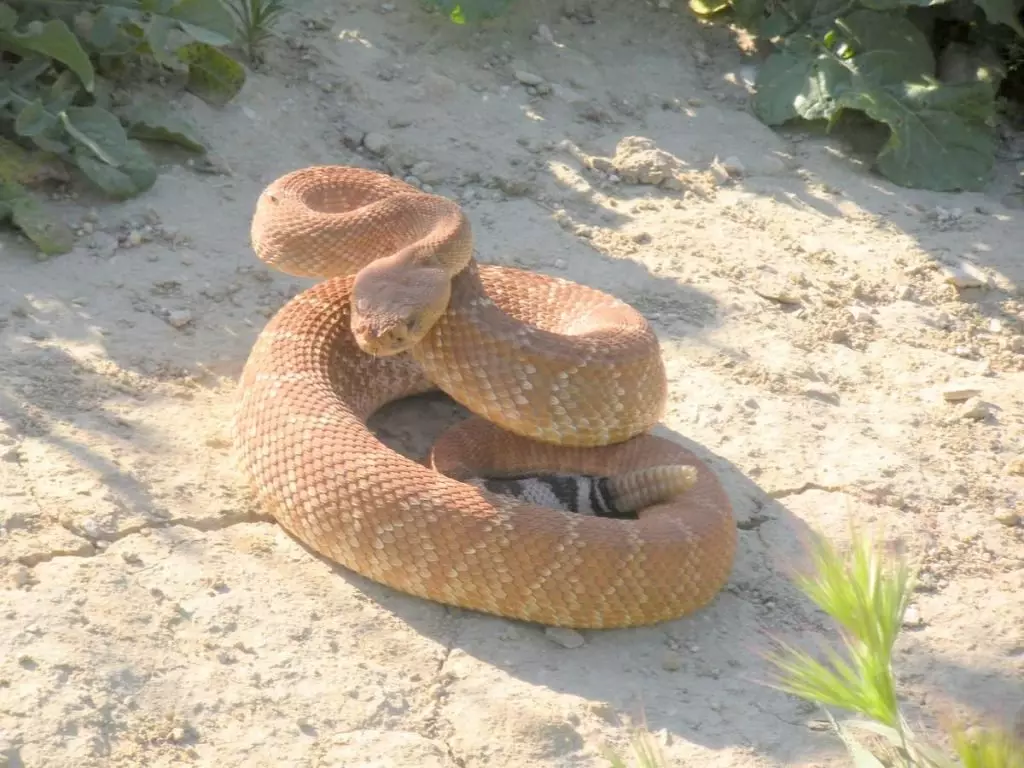 Röd skallerorm (Crotalus ruber)