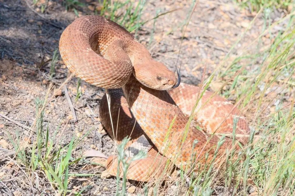 Red rattlesnake (Crotalus ruber)