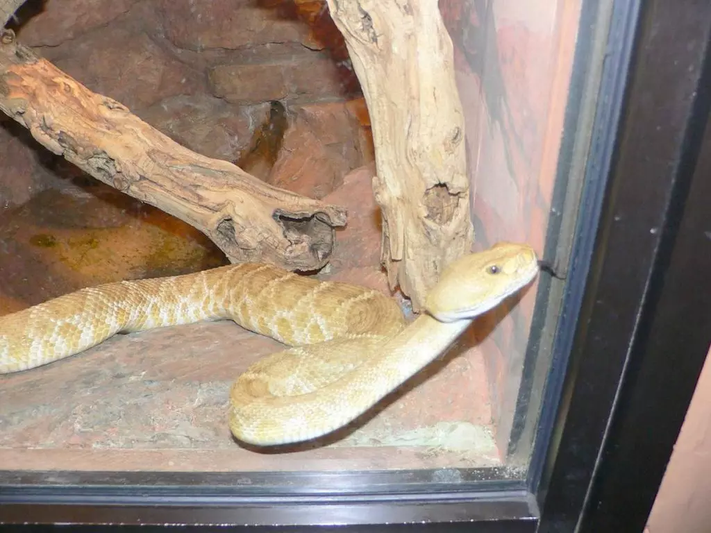 Kranpon wouj (Crotalus ruber)