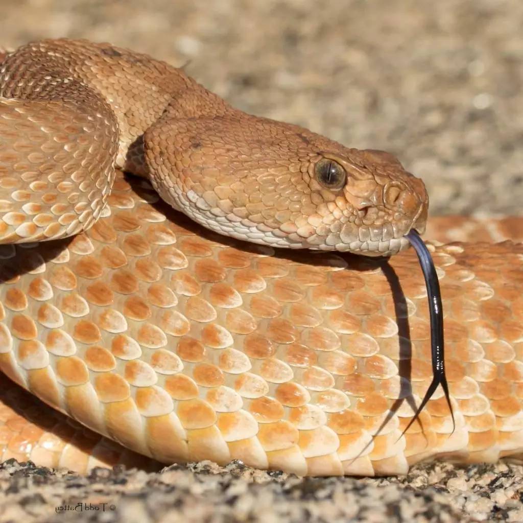 Red rattlesnake (Crotalus ruber)