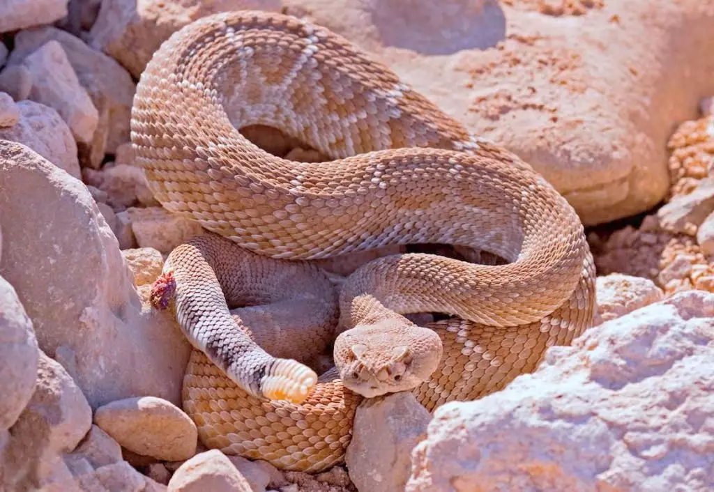 Red rattlesnake (Crotalus ruber)