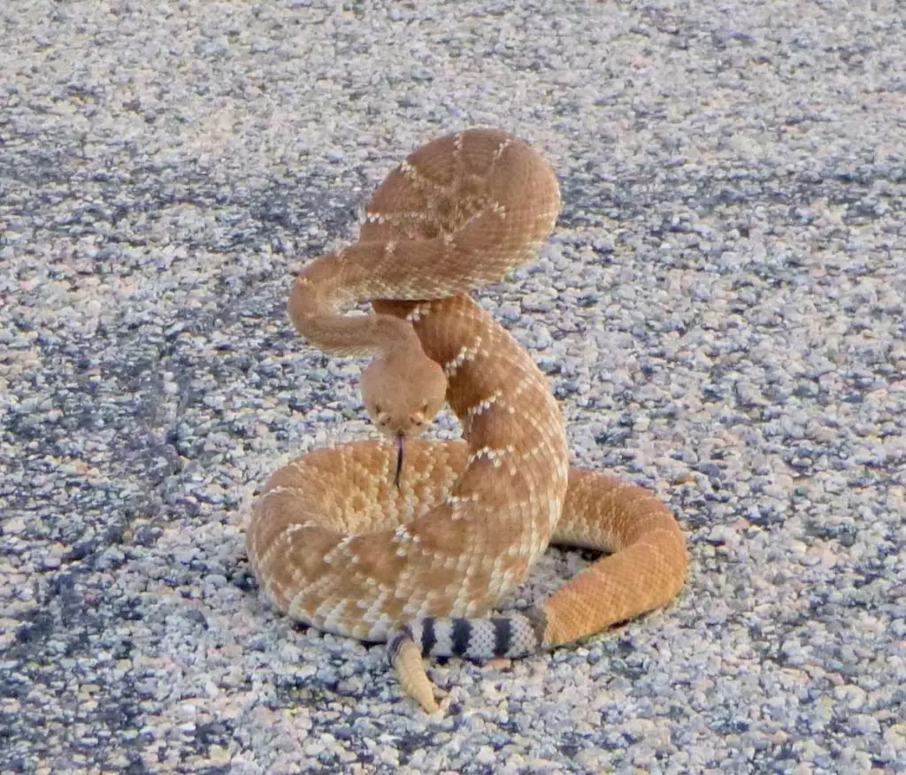 Red rattlesnake (Crotalus ruber)