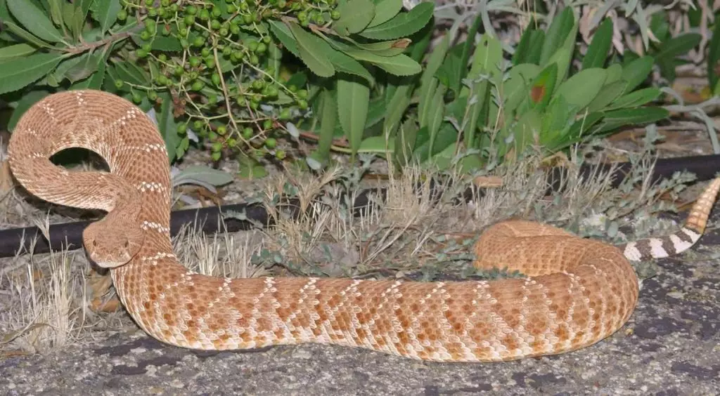 Raudona barškuolė (Crotalus ruber)