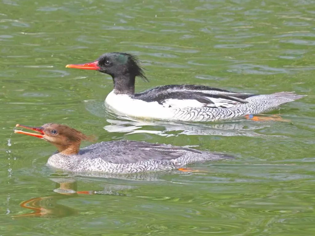 Merganser Scaly (Mergus squamatus)