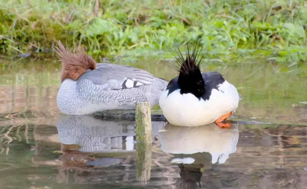 Scaly merganser (Mergus squamatus)