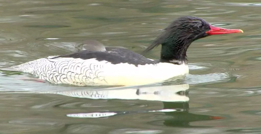 Scaly merganser (Mergus squamatus)