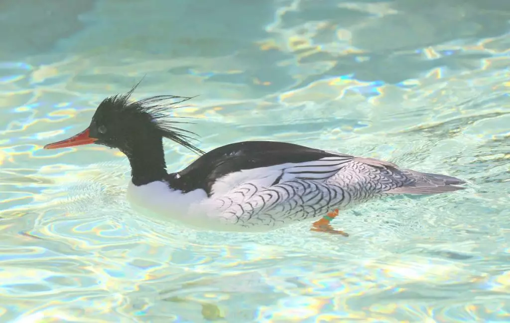 Scaly merganser (Mergus squamatus)