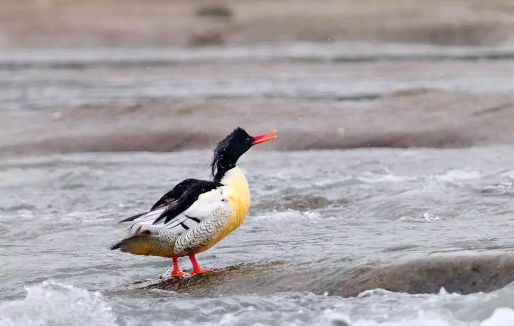 Merganser Scaly (Mergus squamatus)