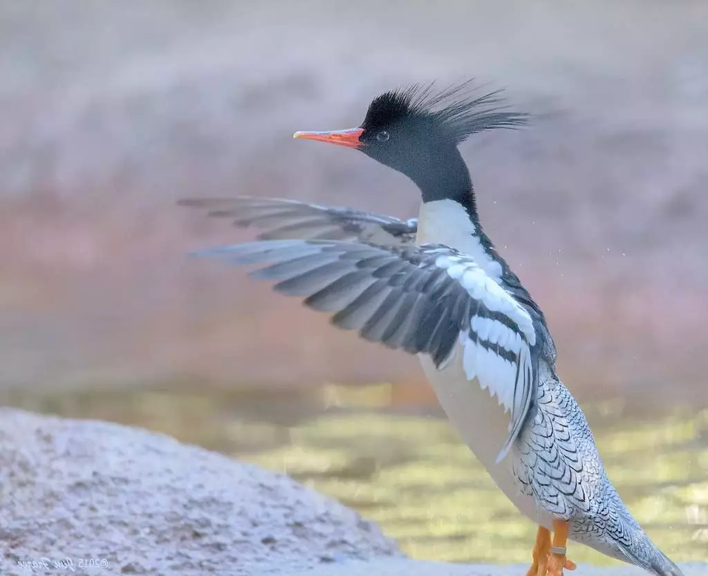 Scaly merganser (Mergus squamatus)