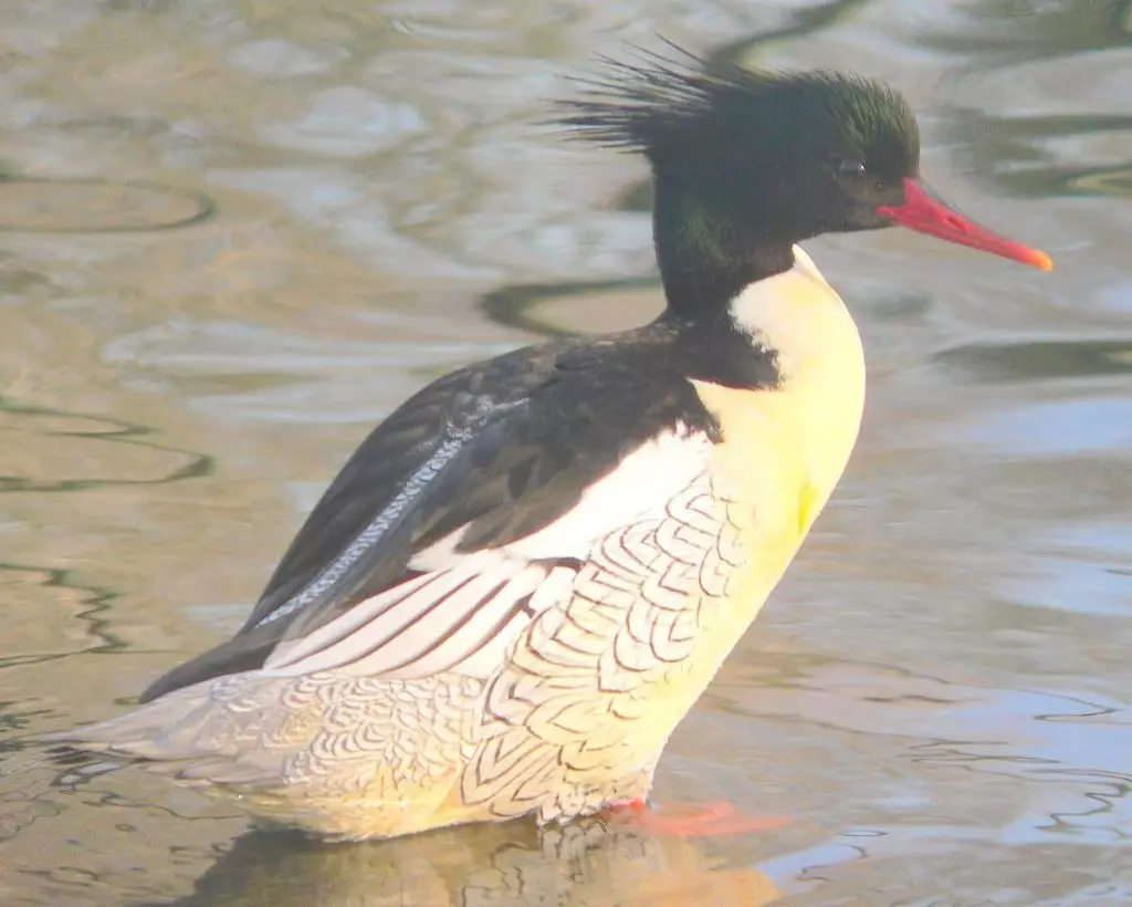 Scaly merganser (Mergus squamatus)