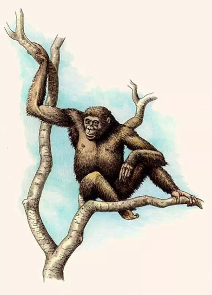 Awọn onimọ -jinlẹ gbagbọ pe igbesi aye ẹlẹwa jẹ abuda ti Dryopithecus.