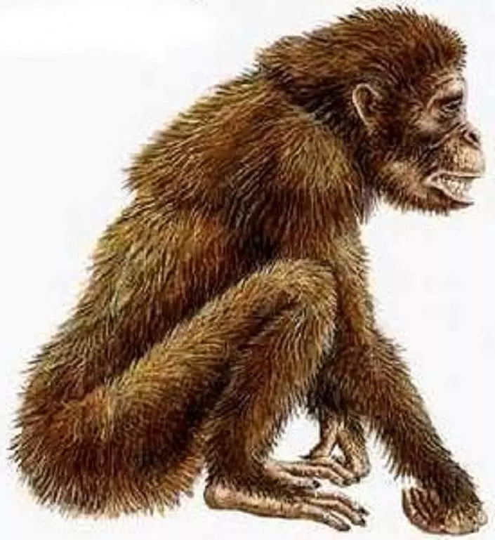 Awọn iyokù ti Driopithecus ni a ti rii ni Ila -oorun Afirika ati Eurasia.