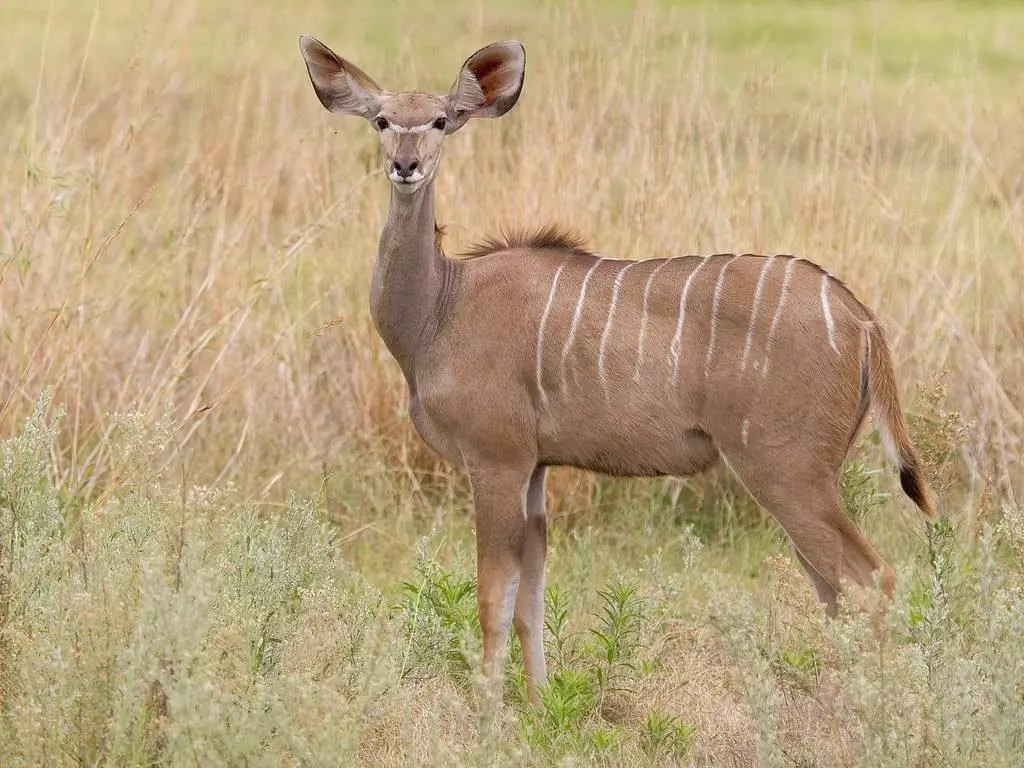 Mazie kudu aktīvi darbojas galvenokārt naktī, bet dienā var palikt nomodā, ja nav liela karstuma.