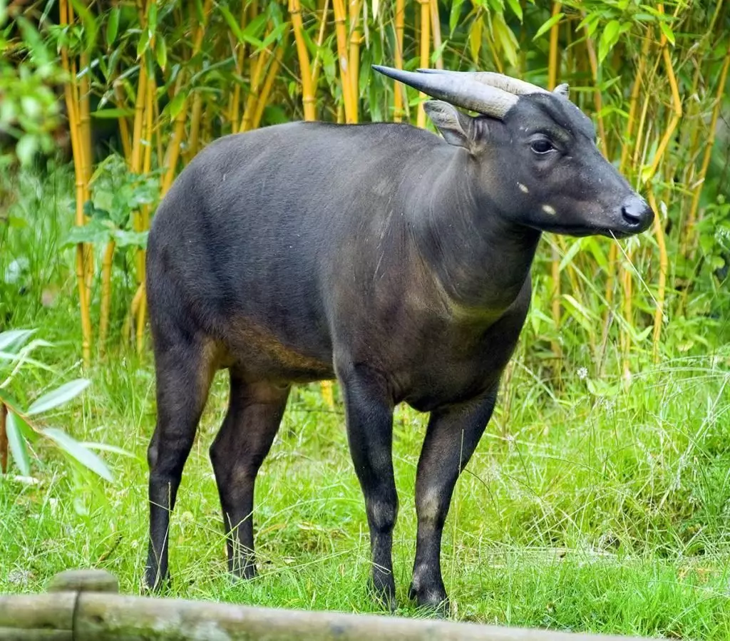 Аноа (Bubalus depressicornis).