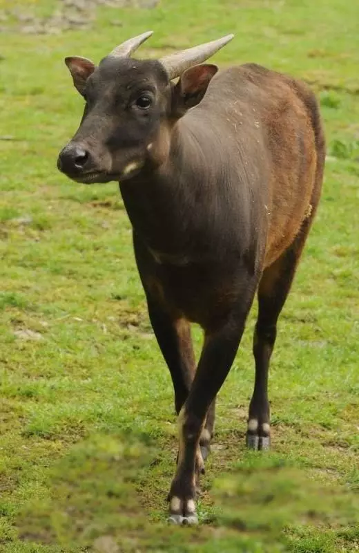 Anoa ndi wocheperako kuposa njati zonse, ndipo nyama zikuluzikulu zilibe tsitsi.