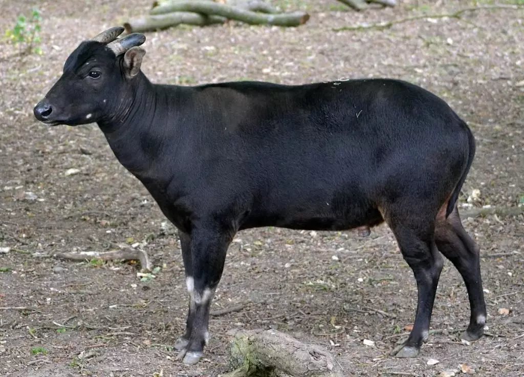 Masiku ano, a Anoa ali pachiwopsezo chotha.