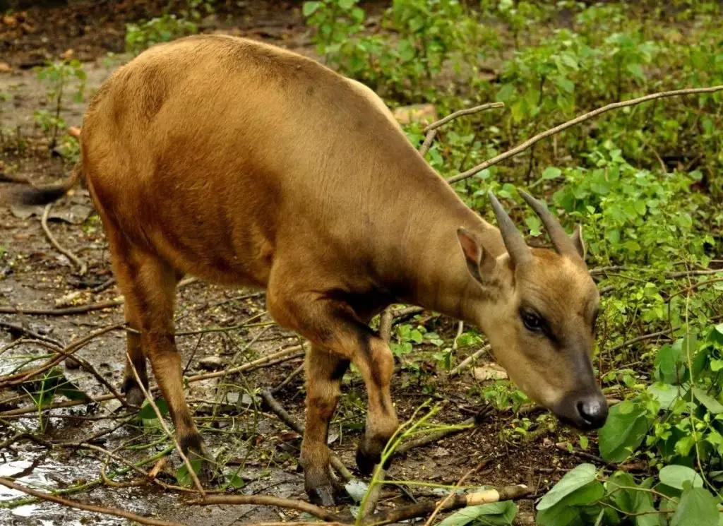 इंडोनेशियात एनोआच्या संरक्षणाखाली असूनही, तो शिकारींचा बळी ठरतो.