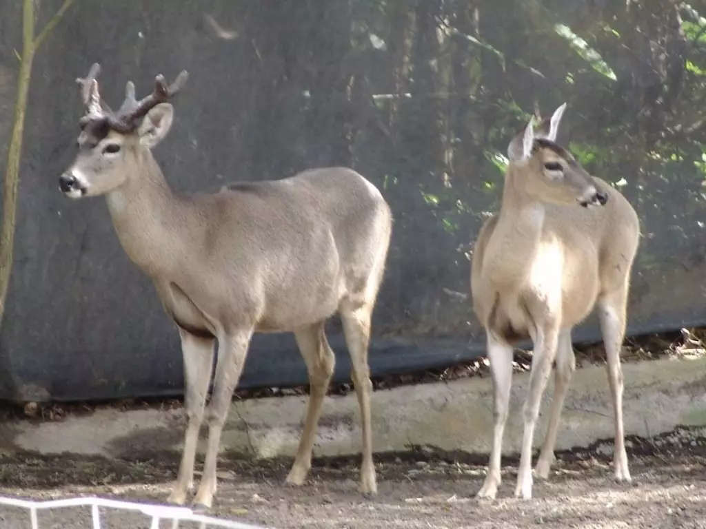 3 mga subspecies ng mga Amerikanong usa ang nakalista sa IUCN Red List.