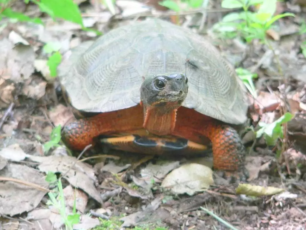 เต่าไม้ (Glyptemys insculpta)