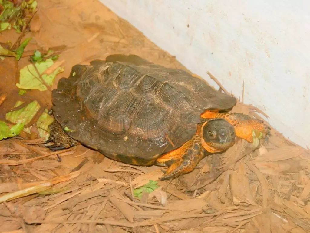 Houtschildpad (Glyptemys insculpta)