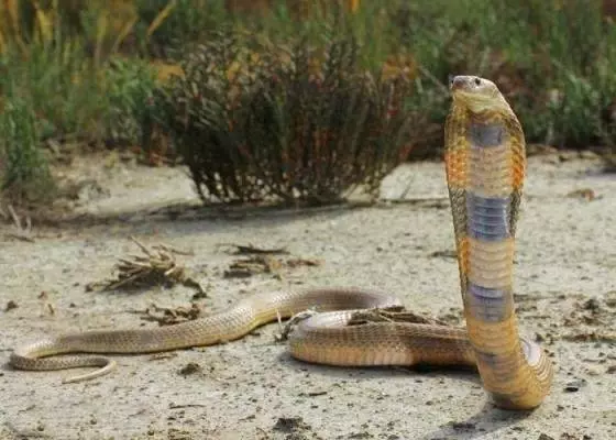 Santral Azyatik Cobra - koulèv agresif